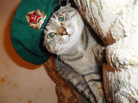Кошка – друг пограничника... | Россия, Армия и Флот | Дзен