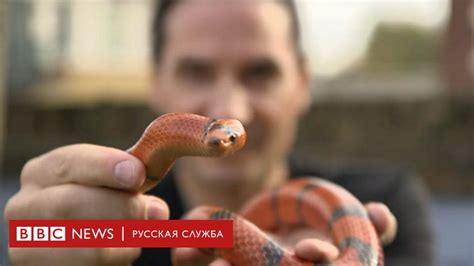 "Я колю себе змеиный яд" - BBC News Русская служба