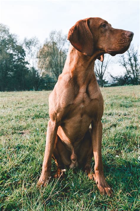 20+ Amazing Doggy Photos · Pexels · Free Stock Photos