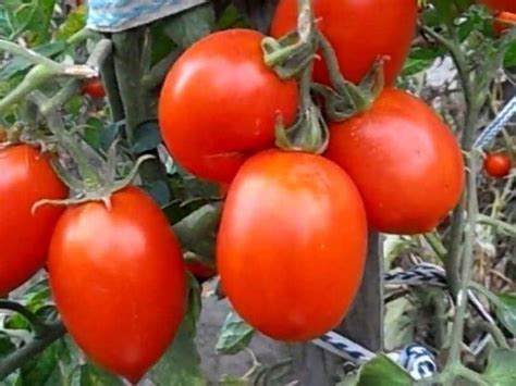 Томат Рио Гранде: описание сорта, фото, отзывы, урожайность