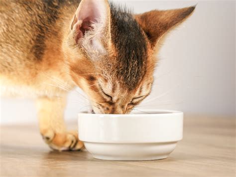Кормление котят - Royal Canin