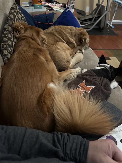 Dogpile - I get to share my couch with my dogs. : r/aww