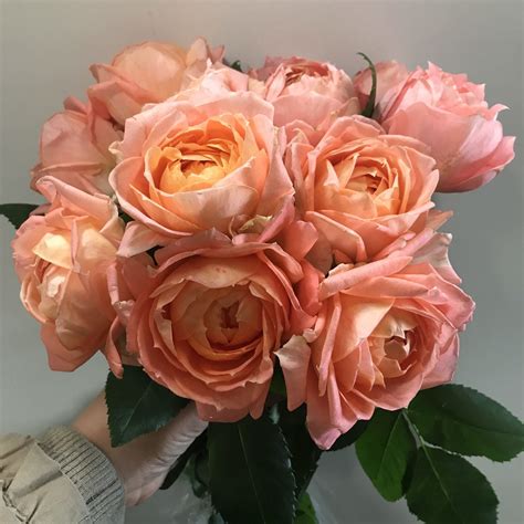 Роза принцесса айко - фото и картинки: 74 штук