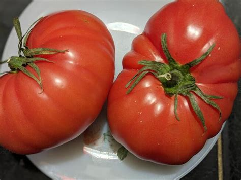 Pomidor Malinowy gigant Babcina Malinówka do kolekcji Kraków