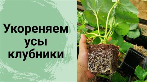 КАК РАЗМНОЖИТЬ КЛУБНИКУ - ЛУЧШИЙ СПОСОБ! - YouTube