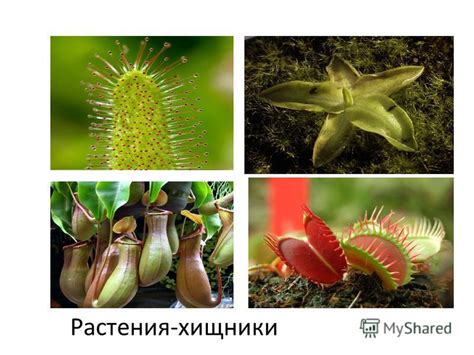 Презентация на тему: "Грибы-хищники. Растения-хищники Совершенствование ...