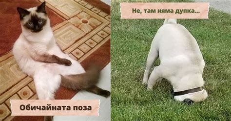 18 пухчета, които просто не могат да се държат като нормални домашни ...