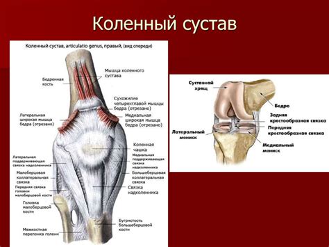 Топография тазобедренного и коленного сустава. Пункция тазобедренного и ...