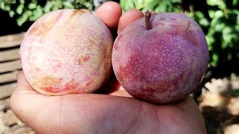 Плуот Дапл Дандi, Pluot Dapple Dandy. 7.09.2024. - YouTube