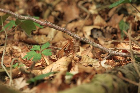 Mimikry Foto & Bild | tiere, zoo, wildpark & falknerei, insekten ...
