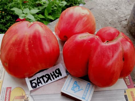 Томат Батяня: отзывы, фото, характеристика, описание сорта