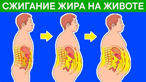 12 способов и продуктов для СЖИГАНИЯ ЖИРА НА ЖИВОТЕ. От чего нужно ...