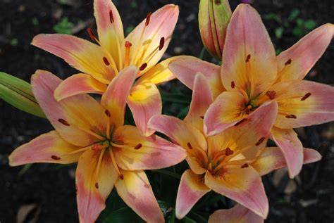 Tango Ladylike Asiatic Lily (from my yard) | Lily garden, Asiatic ...