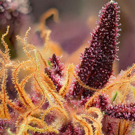 Red Mimosa XL Auto - Graines Autofloraison - Sweet Seeds