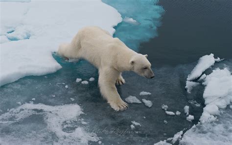 Полярные медведи в фотографиях Майка Рейфмана (14 шт) | ЗооБлог