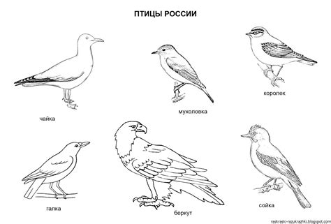 Раскраска Перелетные Птицы