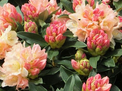 Купить Рододендрон якушиманский 'Голден Торч' / Rhododendron ...