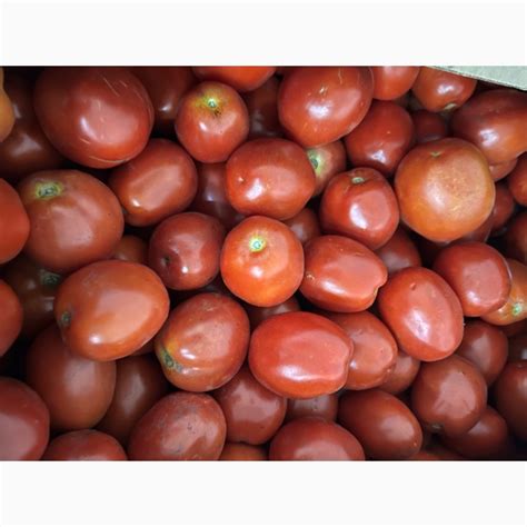 Продам помідор сливку, купити помідор сливку — Agro-Ukraine