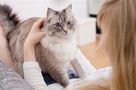 Подкожный клещ у кошек: как вывести, чем лечить, лекарство, симптомы и ...
