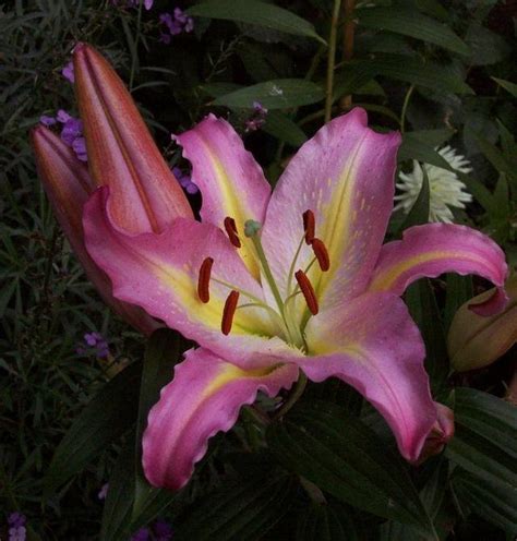 PlantFiles Pictures: Oriental Lily 'Tom Pouce' (Lilium) by gardenermaid