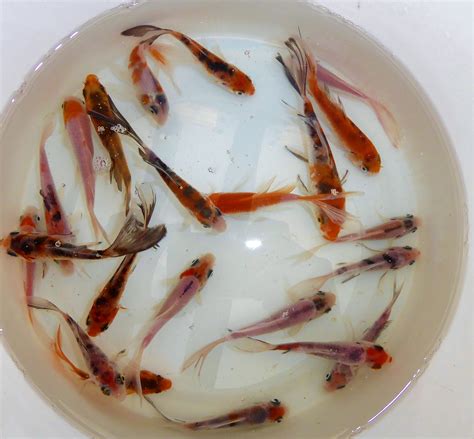 Koi 20-25 cm kaufen online günstig auf Rechnung bei fischlando ...