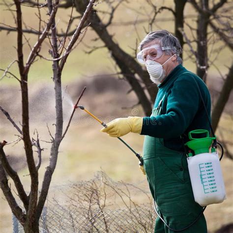Using chemicals in the garden/orchard. Gardener applying an insecticide ...