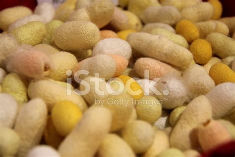 Silkworm Stock Photo | Royalty-Free | FreeImages