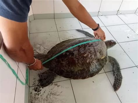 Baliberkarya.com - Suara Rakyat Bali Membangun