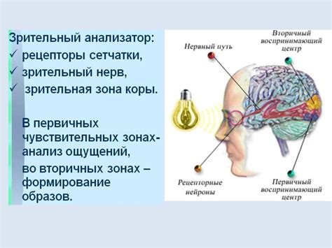 Анализаторы. Зрительный анализатор - презентация онлайн