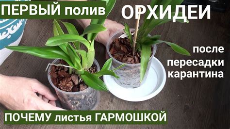 первый ПОЛИВ ОРХИДЕИ КАМБРИЯ после пересадки, почему листья гармошкой ...