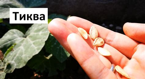 Градинар споделя практични съвети за Отглеждане на Тиква