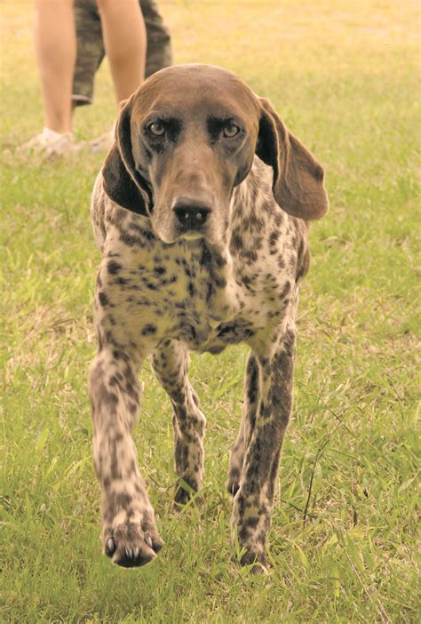 Mishu - Modern Dog Magazine