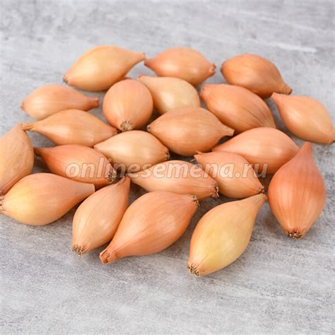 Лук-севок Стурон (1уп-0,5кг) из каталога Картофель, лук, чеснок, грибы ...