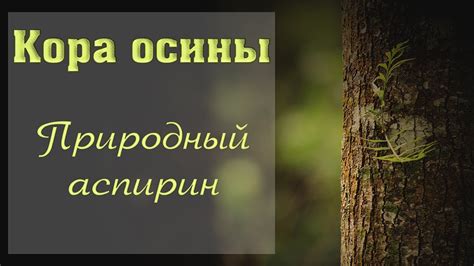 Кора осины польза и вред // Лечебные свойства // Настойка // От ...