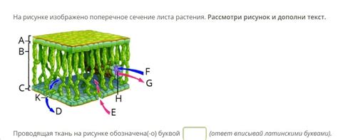 Где на рисунке проводящая ткань? И какая её функция? - Школьные Знания.com