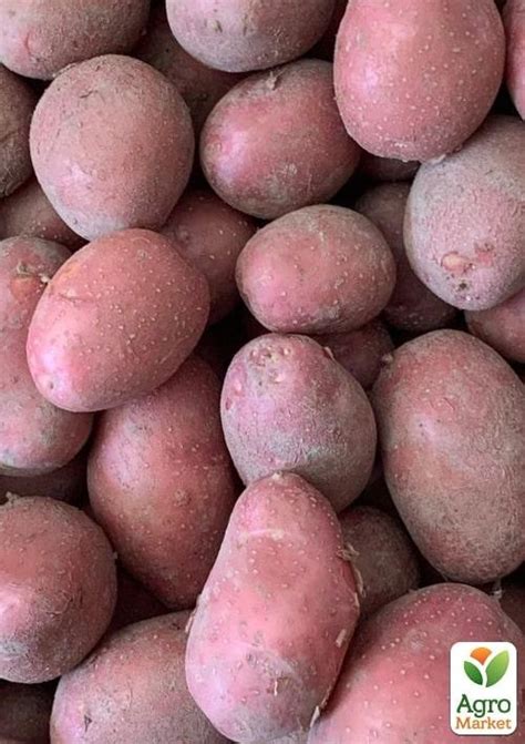Картофель "Алюетт" семенной ранний (1 репродукция) 1кг купить почтой в ...