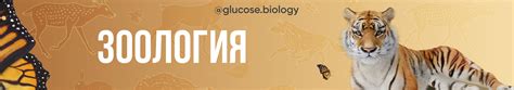 GLUCOSE