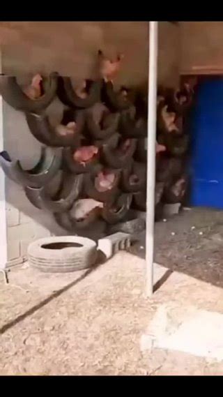 Клипы Смешные мордашки