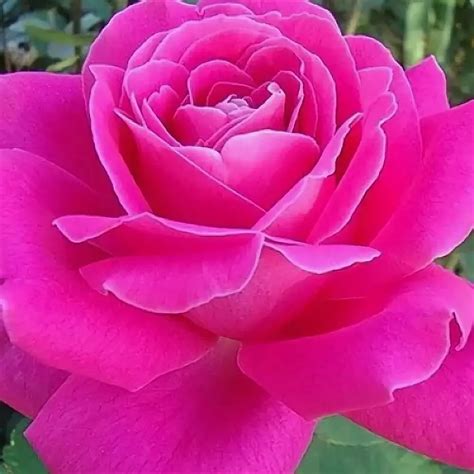 Роза чайно-гибридная Pink Peace купить - Садовая Империя