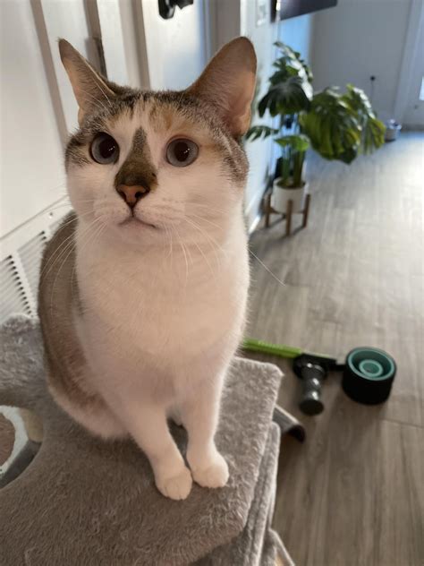 Lunis always has very politely placed paws : r/politecats