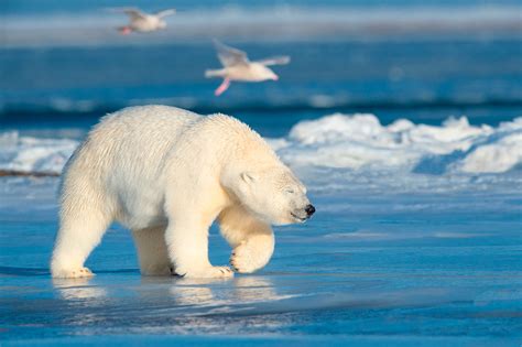 Wrangel Island Tour: Across the top of the world