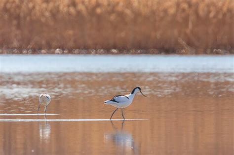 Page 4 | Avocet Images - Free Download on Freepik