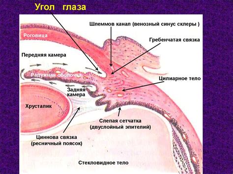 Органы чувств - презентация онлайн
