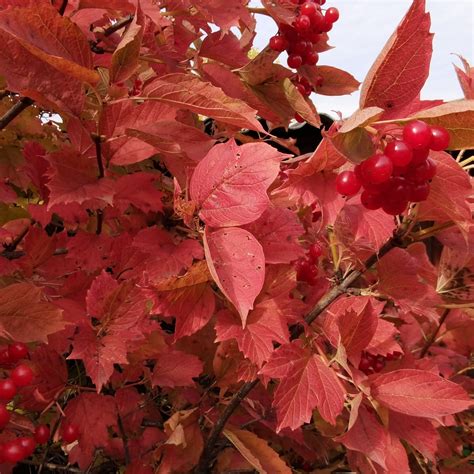 Viburnum Garden Nature - Free photo on Pixabay - Pixabay