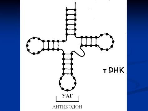 Нуклеиновые кислоты - online presentation