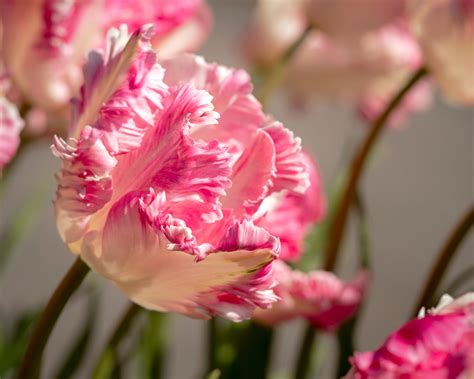 Tulip 'Cabanna' bulbs — Buy white/pink parrot tulips online at Farmer ...
