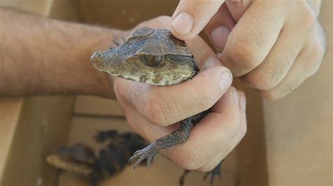 Unboxing My Cuvier's Dwarf Caimans - YouTube
