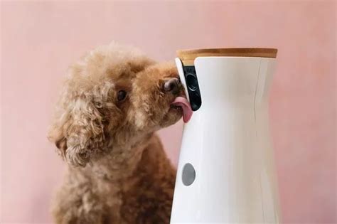 Best pet security camera tracks your dog and gives them treats for ...