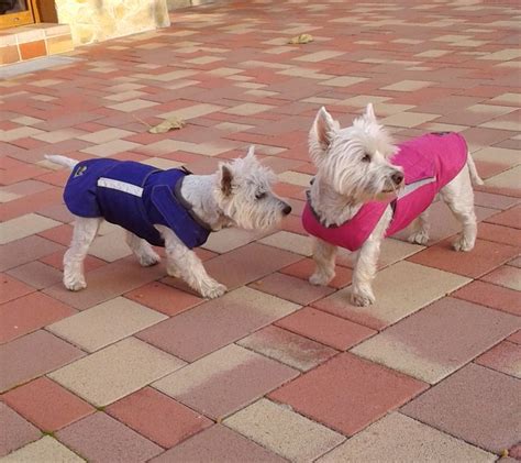 Westie Winter Dog Coat Dog Jacket with underbelly protection | Etsy ...