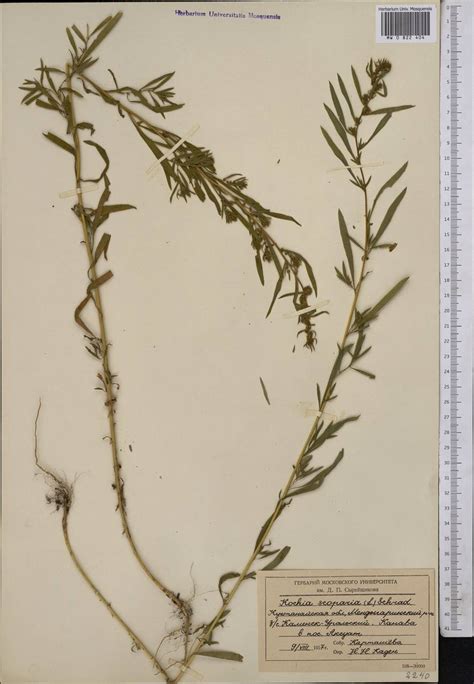 MW0822404, Kochia scoparia (Прутняк веничный), specimen